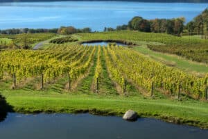 BEST Cayuga Lake Wineries: Explore the Finger Lakes 2025